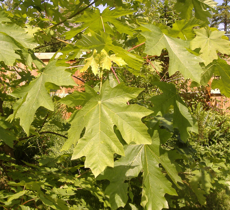 Broadleaf Maple Tree: The Ultimate Guide to Its Stunning Beauty, Benef ...