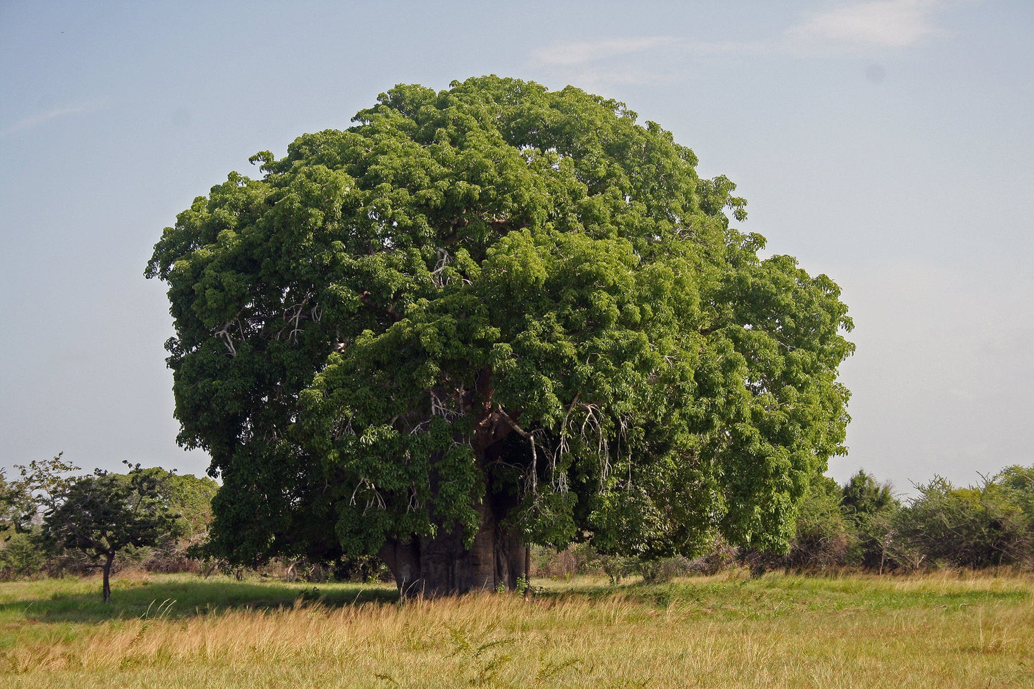 Baobab Tree: The Marvelous 'Tree of Life' You Need to Discover Today ...