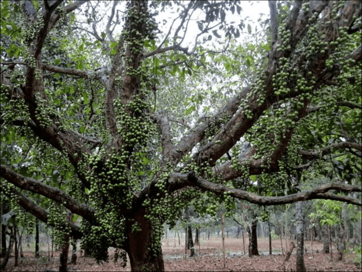 Tree Stories – Grow Billion Trees