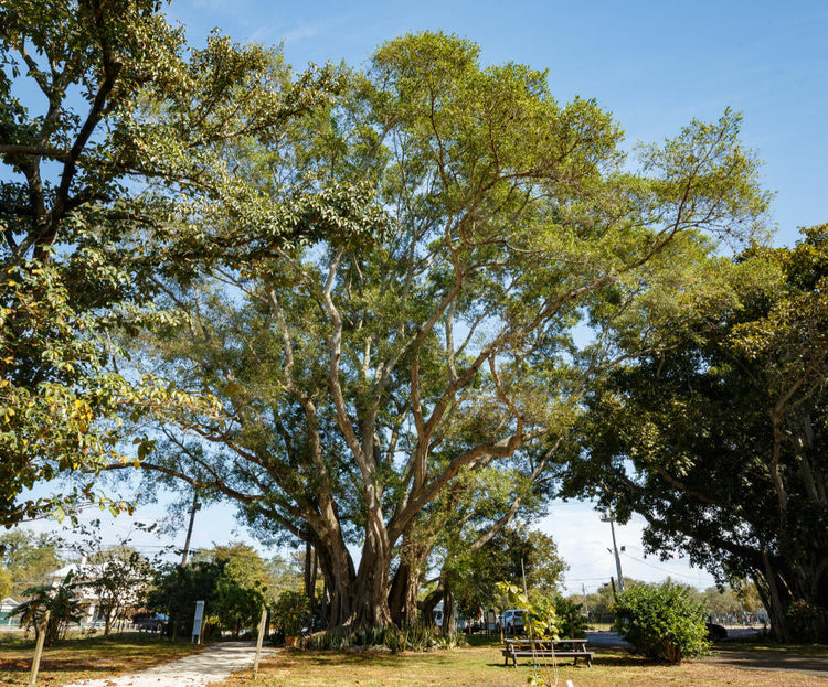 Cuban Laurel Tree: Nature's Majestic Evergreen for Reforestation – Grow ...
