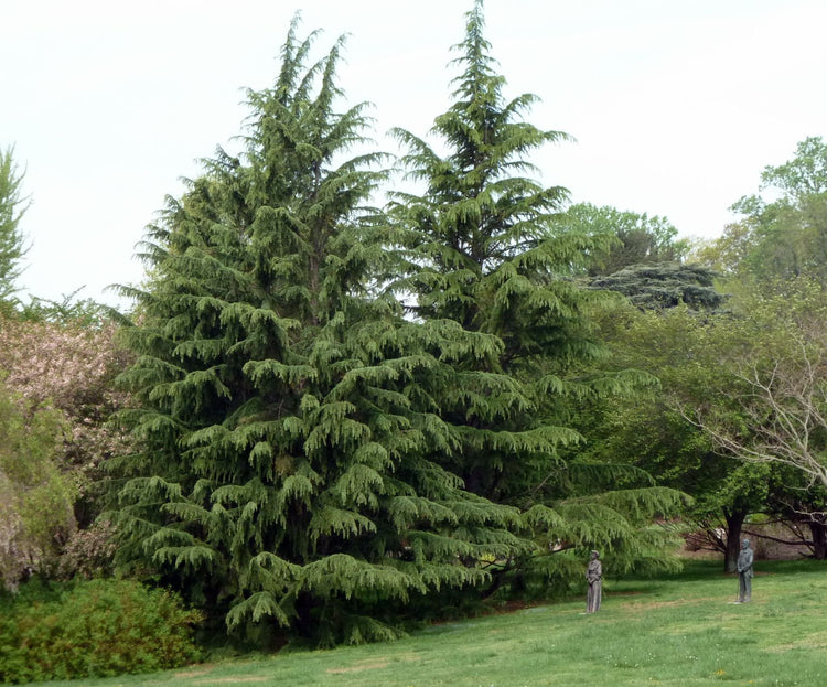 Deodar Tree: Majestic Evergreen Guardian of Himalayan Splendor – Grow ...