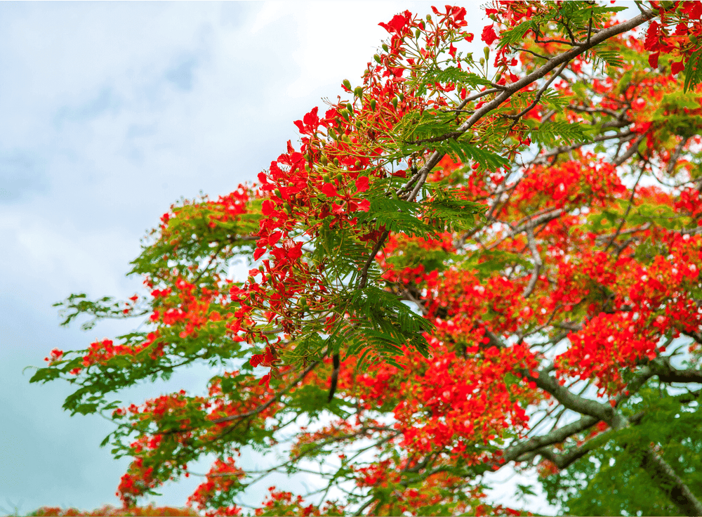 "Planting for the Future: Girnar Soft's Tree Plantation Effort to Prom ...