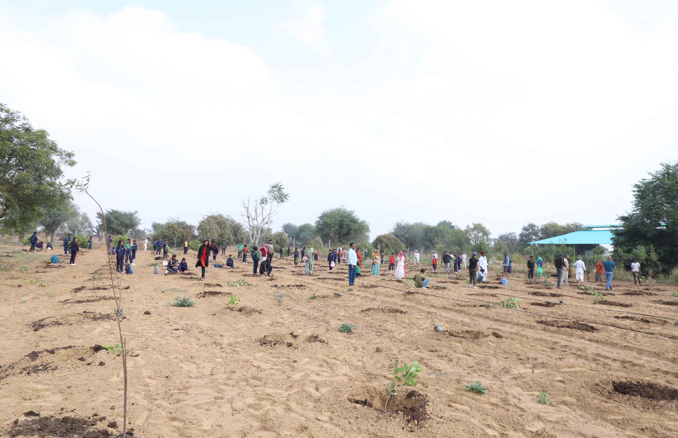 CSR Tree Plantation Guide: 80G Tax Benefits & Implementation – Grow ...