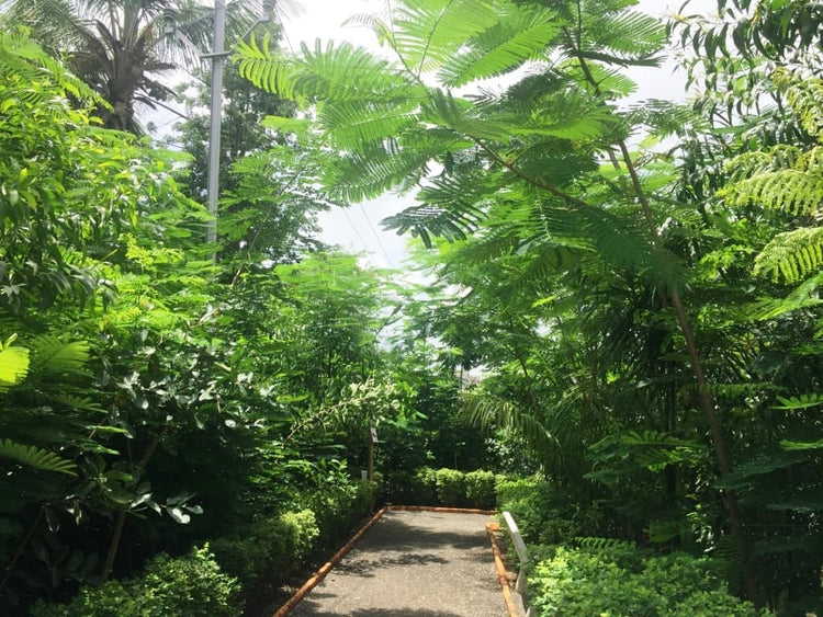 Miyawaki Forests: Revolutionary Urban Greening Solution – Grow Billion ...