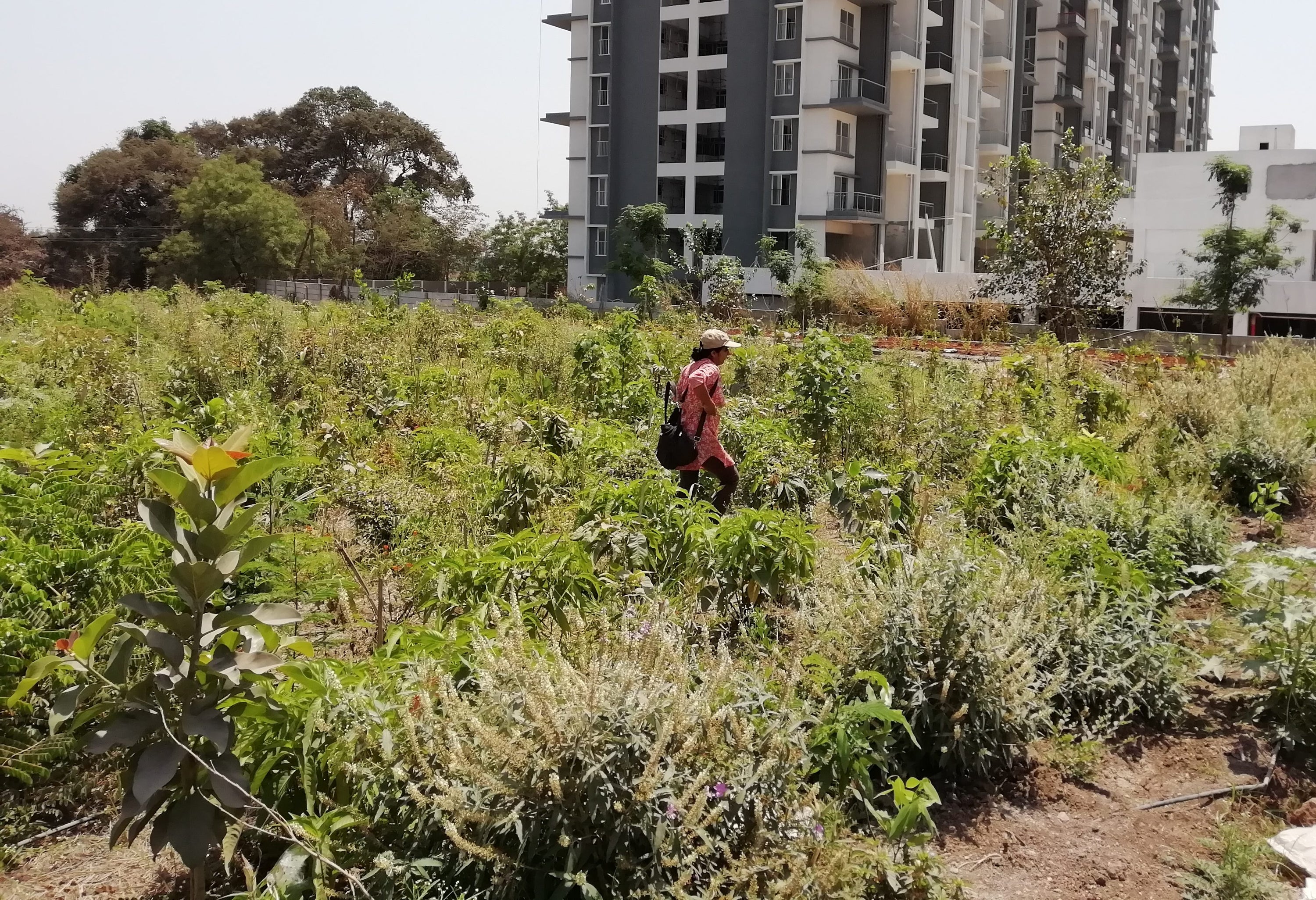Urban Forest in Pune – Grow Billion Trees