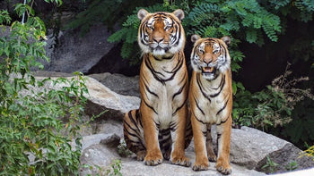 The Enigmatic Tigers: Guardians of the Forest Ecosystem – Grow Billion ...