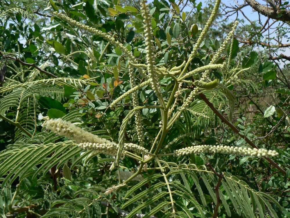 Trees for Shree Ram Katha by Ram Parivar – Grow Billion Trees
