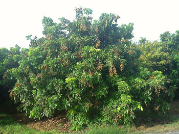 Longan Tree: Ultimate Guide to Growing Tropical Fruit – Grow Billion Trees