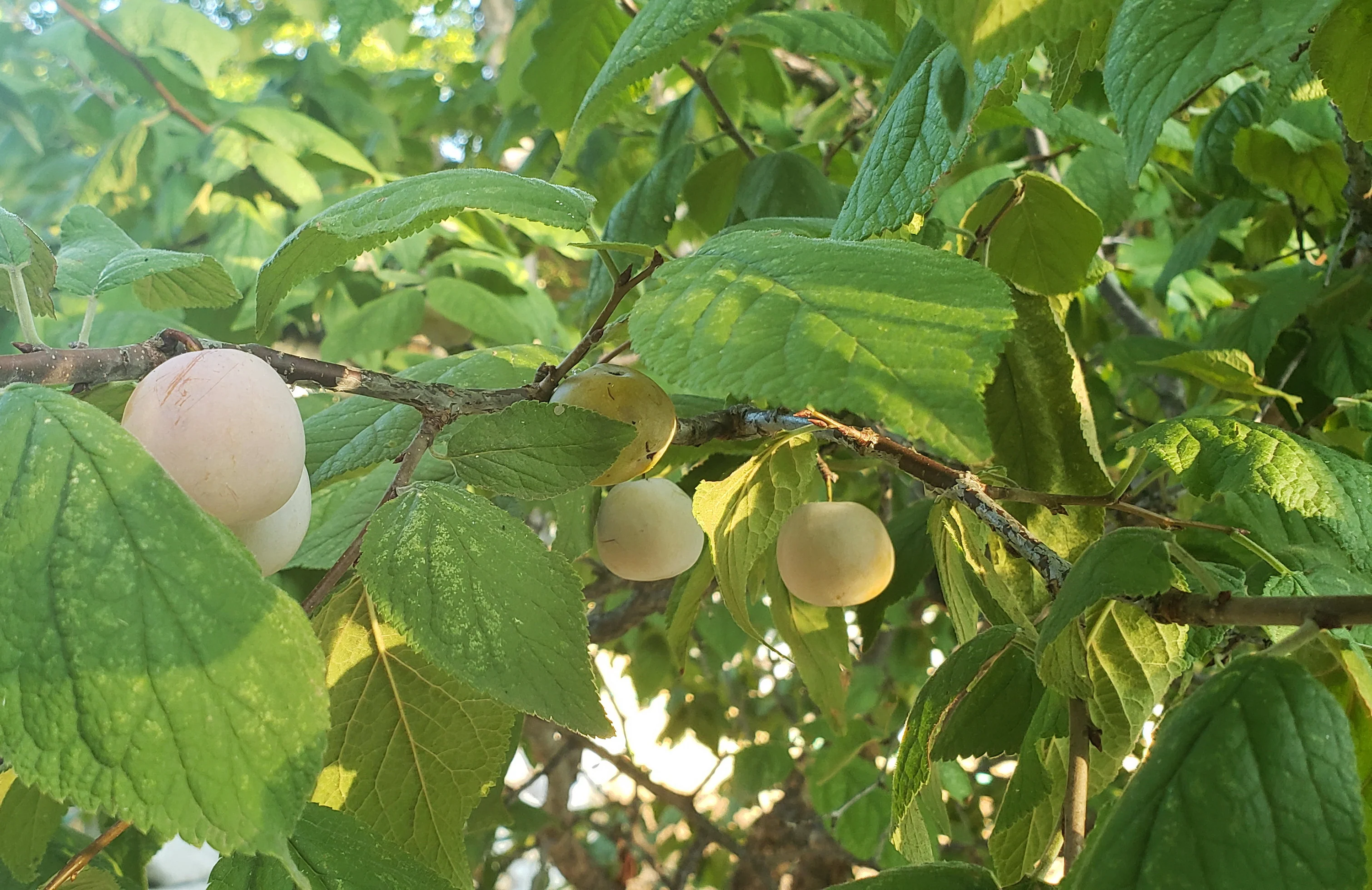 Mexican Plum Tree: Complete Growing & Care Guide 2026 – Grow Billion Trees