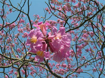 Pink Trumpet Tree: Stunning Spring Blooms & Growing Guide – Grow ...