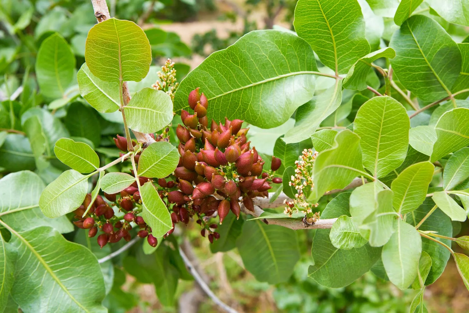 Discover Wild Pistachio Tree: Surprising Health Uses – Grow Billion Trees