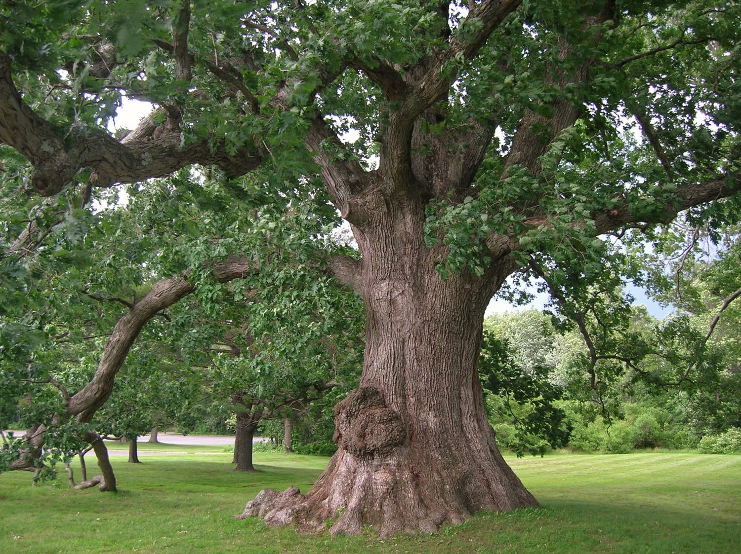 White Oak Tree: Majestic Garden Benefits & Planting Guide – Grow ...