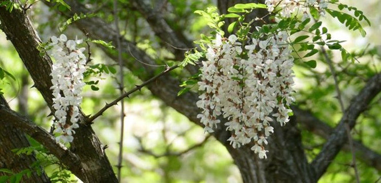 White Acacia Tree: Complete Guide to Beauty, Benefits & Care – Grow ...