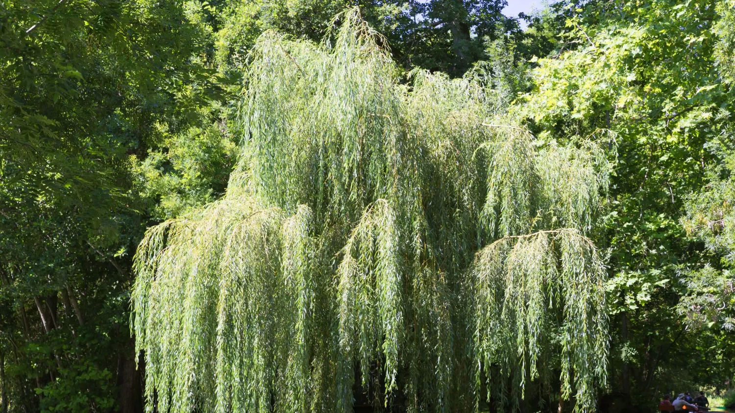 Weeping Willow Tree: The Enchanting Symbol of Grace and Resilience in ...