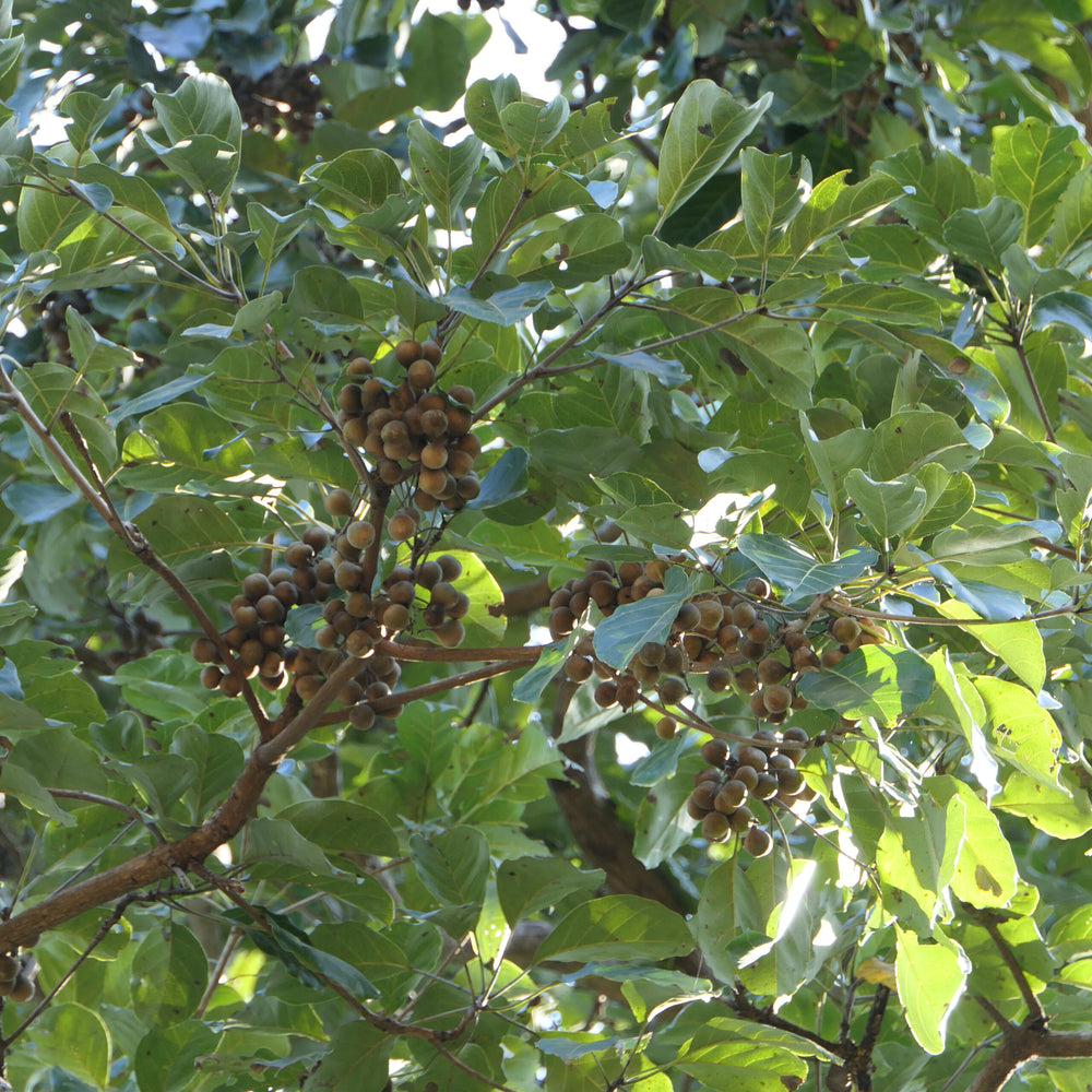 Tree Stories – Page 2 – Grow Billion Trees