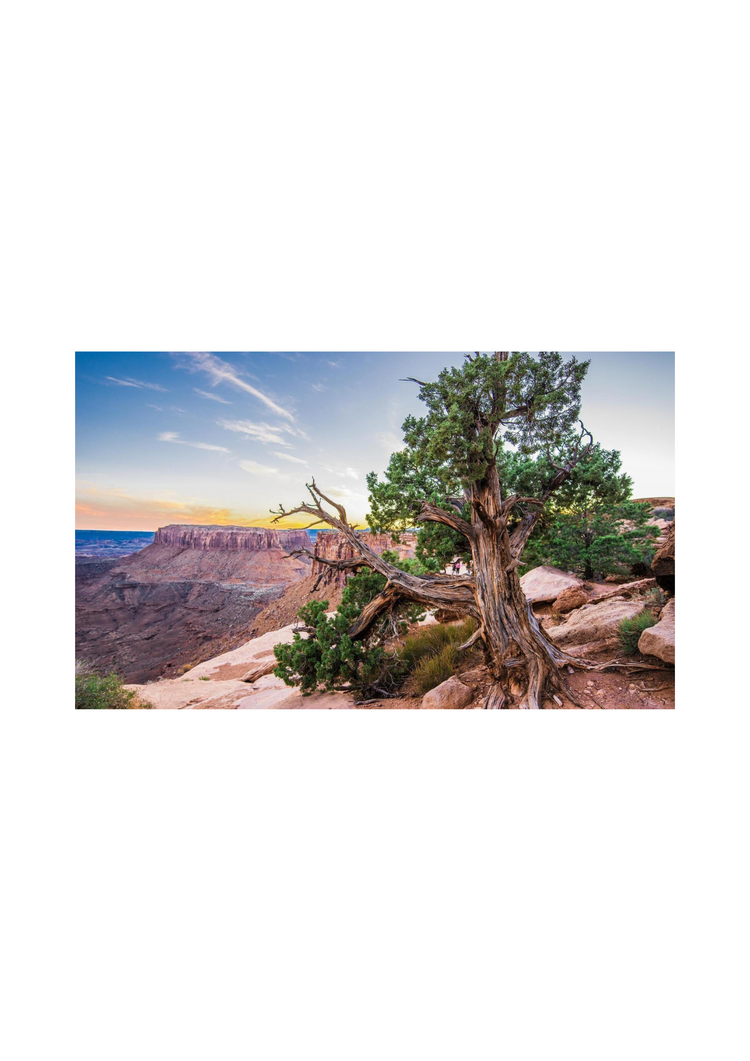 The Race to Save our Planet's Rarest Species: Endangered Trees – Grow ...