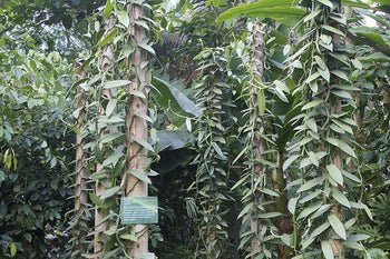 Vanilla Tree Growing Guide: Grow Flavorful Paradise at Home – Grow ...
