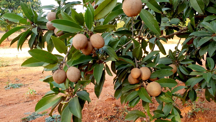 Sapota (Chiku) Tree: Environmental Impact and Sustainability – Grow ...