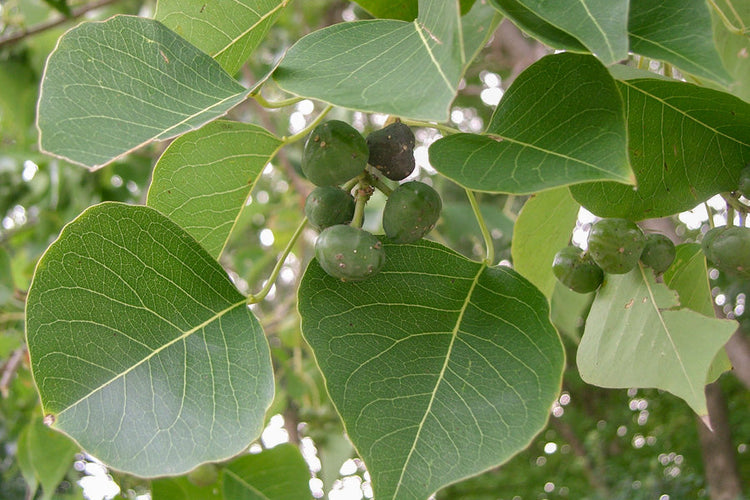 Chinese Tallow Tree: The Controversial Beauty Transforming Landscapes ...