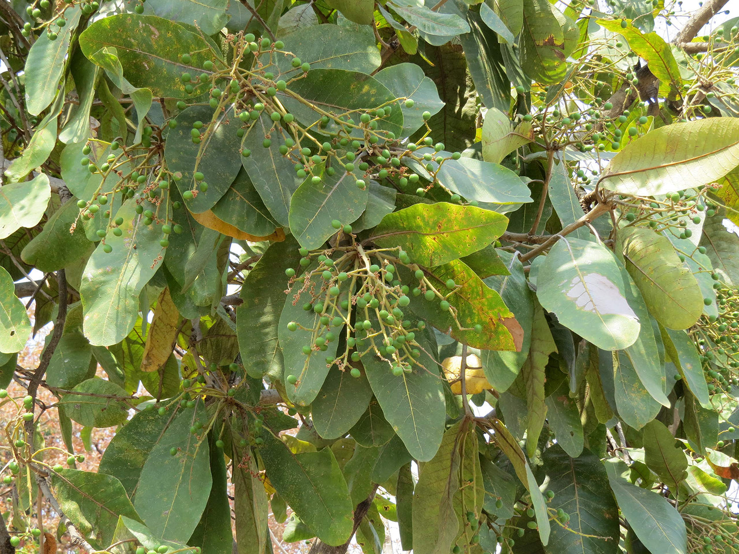 Chironji Tree: A Nutty Chronicle of Culinary Delight and Traditional S ...