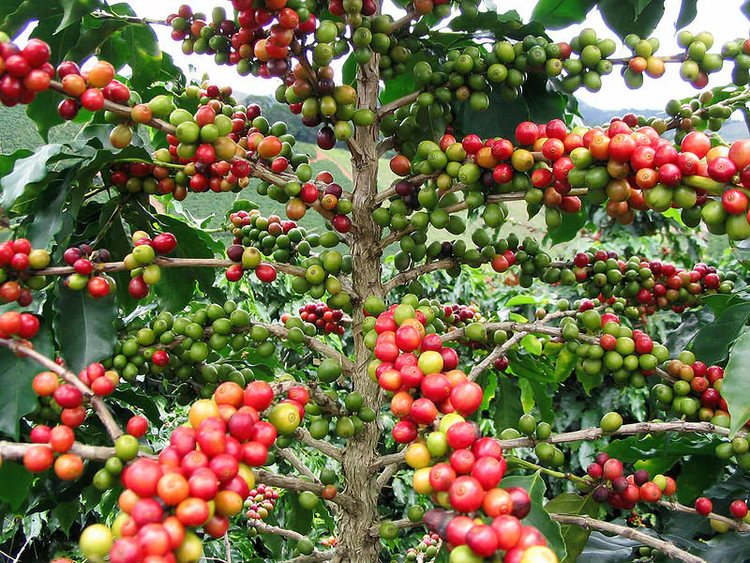 Coffee Arabica Tree: Unlocking the Secrets to Perfectly Brewed Coffee ...