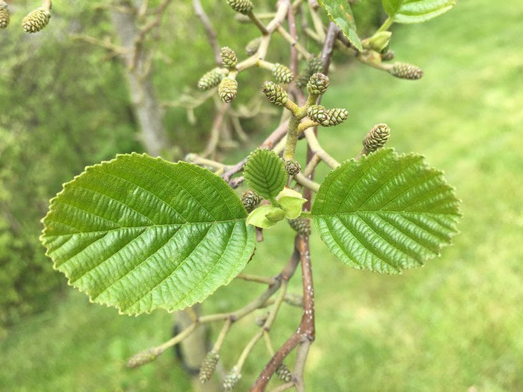 Common Alder Tree: The Unsung Hero of Wetlands and Wildlife – Discover ...