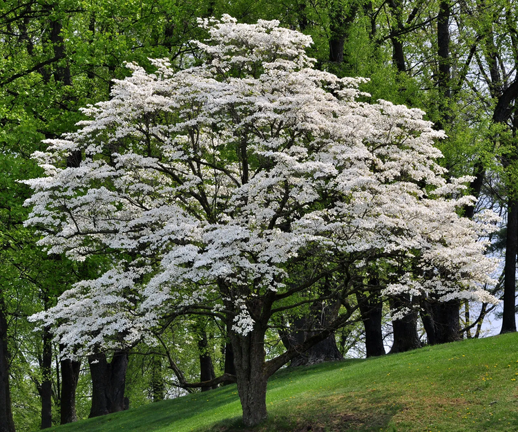 Pacific Dogwood Tree: The Ultimate Guide to Its Stunning Beauty and Ec ...