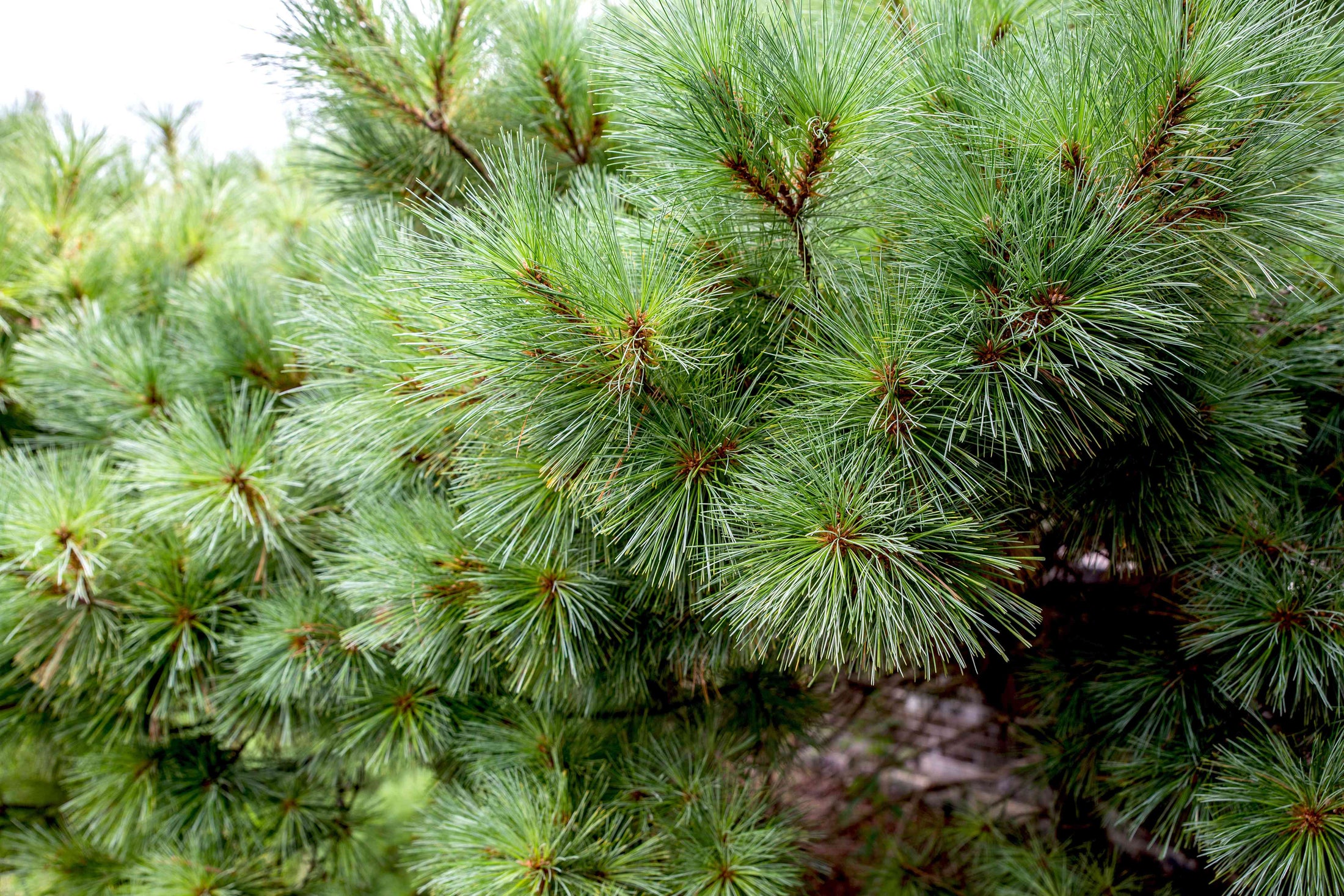 Eastern White Pine Tree: Majestic North American Forest Giant – Grow ...