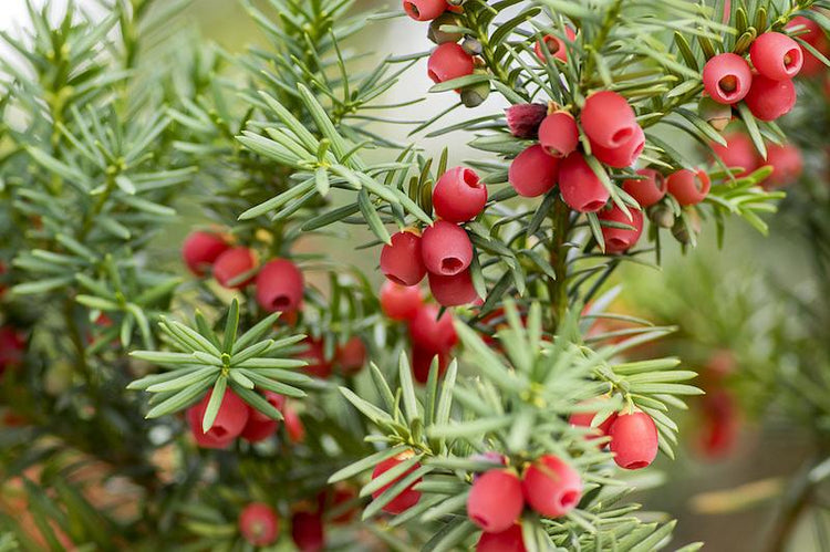 European Yew Tree: Ancient Mysteries & Modern Benefits Guide – Grow ...