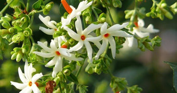 Harsingar Tree: The Sacred Flower of Health, Harmony, and Timeless Bea ...