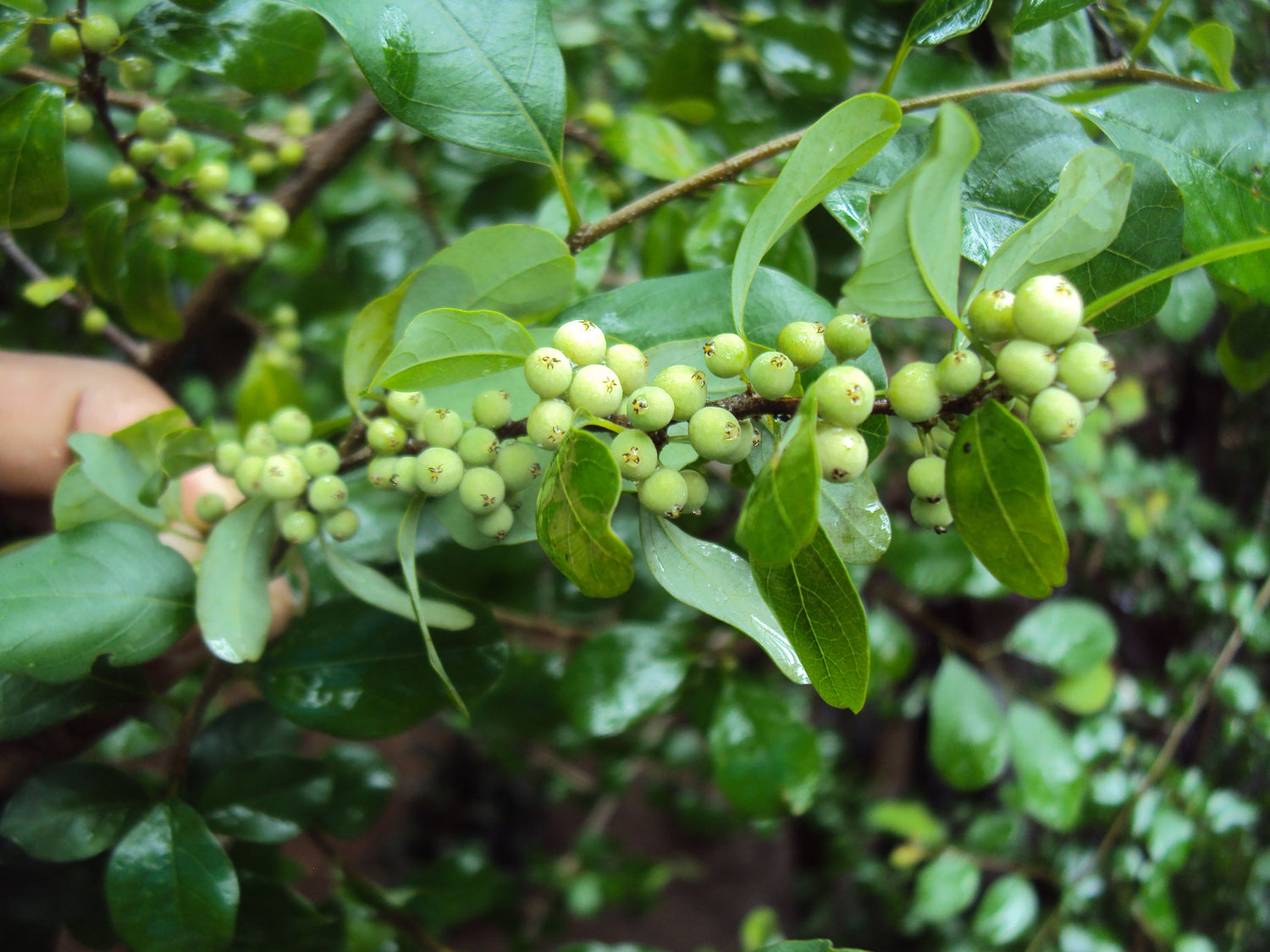 Guggal Tree: An Ecological Hero of Arid Landscapes – Grow Billion Trees