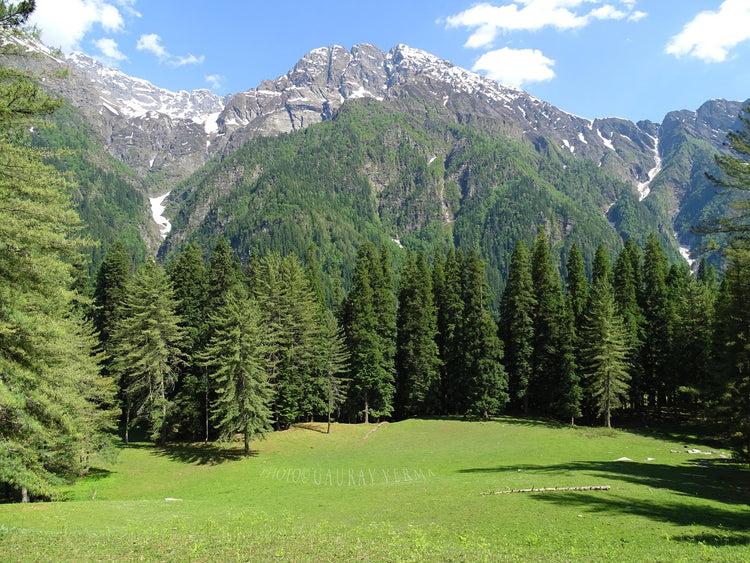 Himalayan Fir Tree: Majestic Evergreen for Landscape & Biodiversity ...