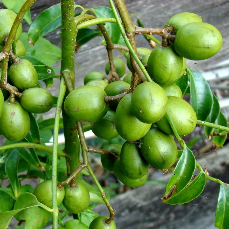 Hog Plum Tree: The Hidden Superfruit You Need to Know About for Health ...