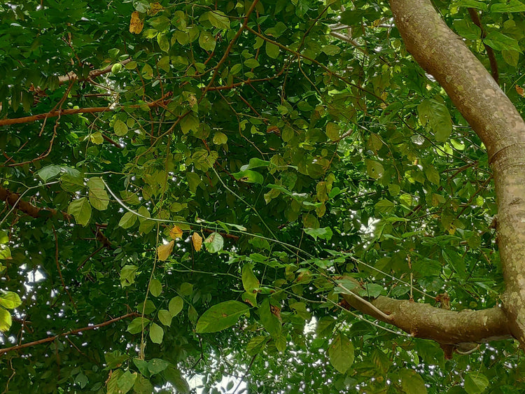 Indian Beech Tree: Unveiling the Secret Benefits and Uses of This Maje ...