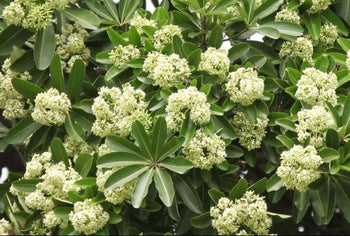 Indian Devil Tree: Unveiling the Mystical Secrets and Folklore Behind ...