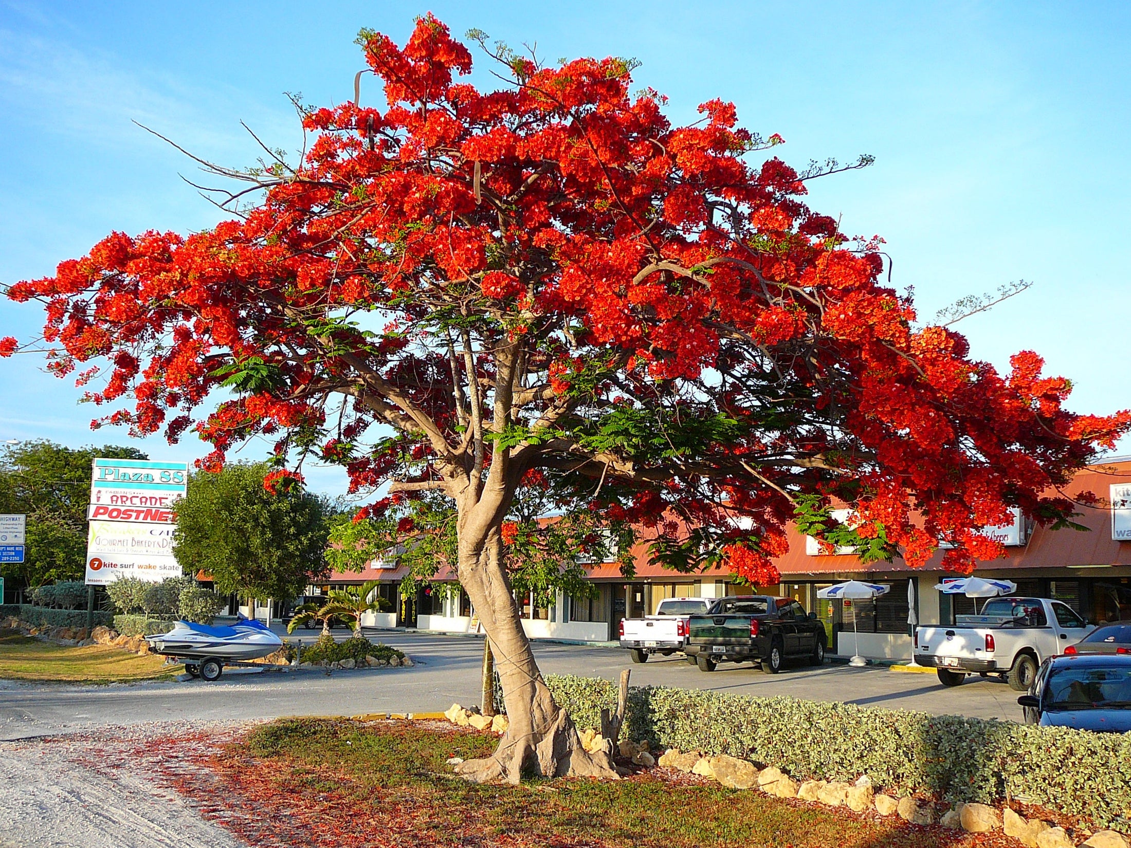 Indian Fire Tree: Vibrant Beauty & Environmental Benefits Guide – Grow ...