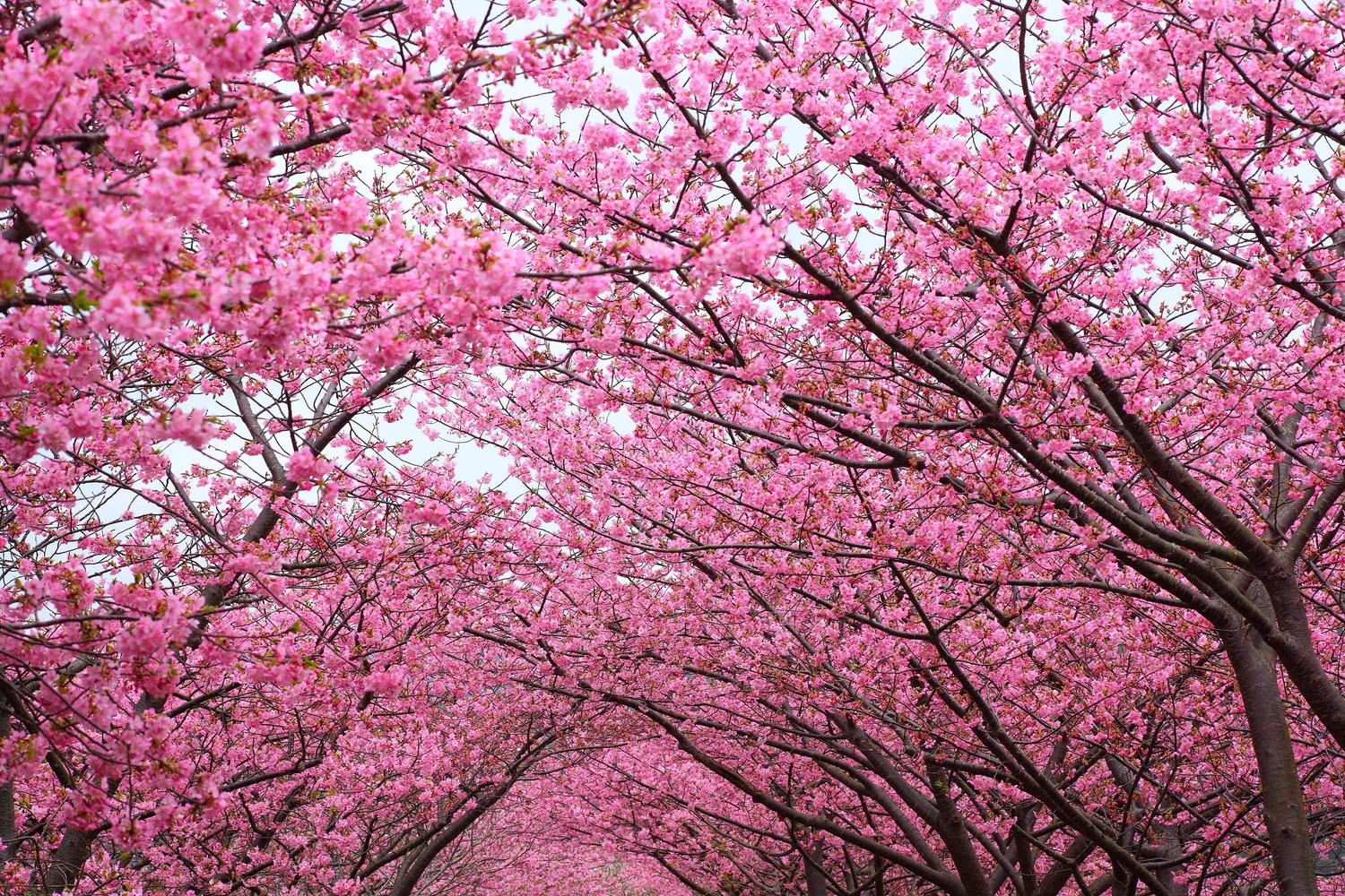 Japanese Cherry Tree: Discover the Enchanting Beauty and Cultural Sign ...
