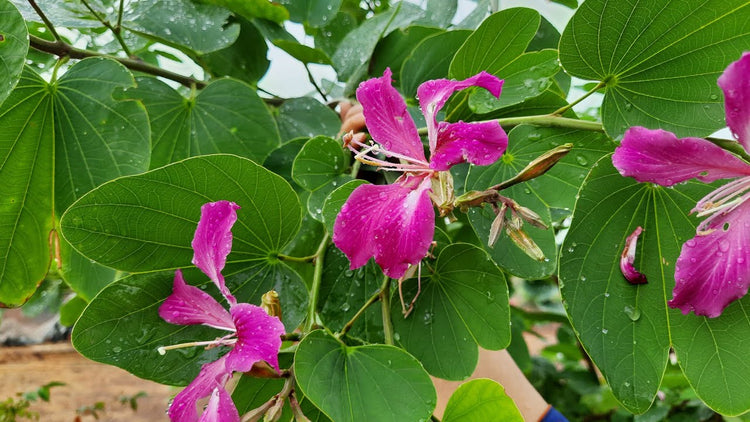 The Kanchan Tree: A Beacon of Beauty and Ecological Balance – Grow ...