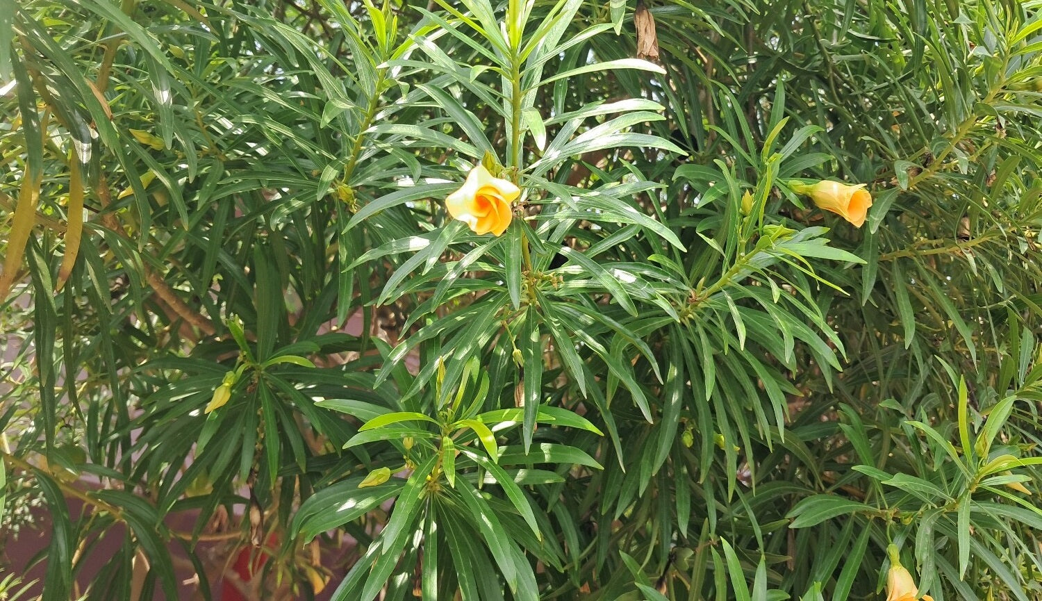 The Kaner Tree: A Fusion of Beauty and Utility in Nature – Grow Billion ...