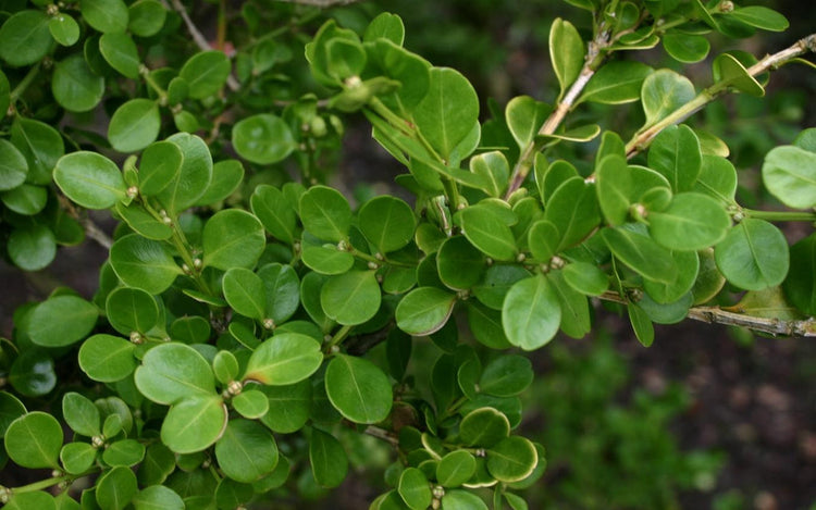 Littleleaf Boxwood Tree: Complete Guide to Growing – Grow Billion Trees