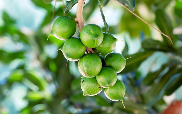 Macadamia Tree: Unlocking the Secrets to Growing Nature's Nutty Treasu ...