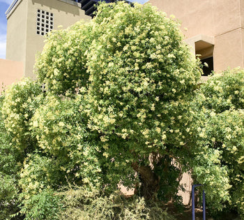 Mexican Elder Tree: Health Benefits & Cultural Significance – Grow ...