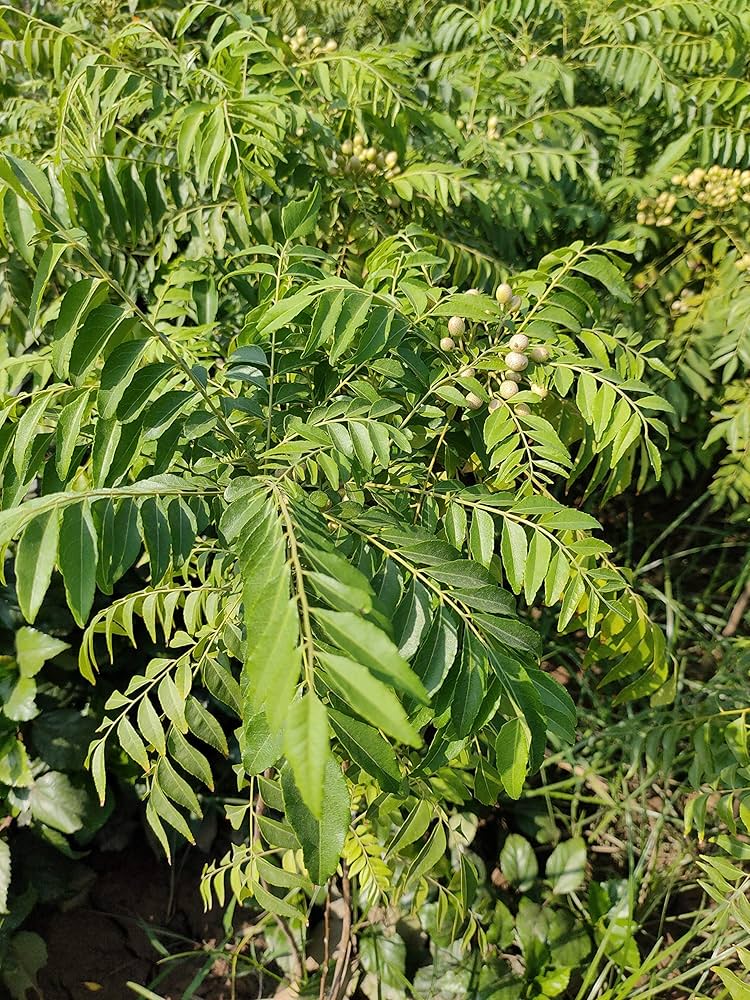 Bakayan Neem Tree: Bitter Healer, Pest Repeller, and Environmental All ...