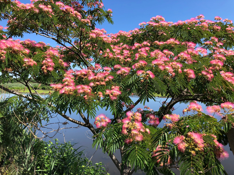 Persian Silk Tree Guide: How to Grow Nature's Pink Showstopper – Grow ...