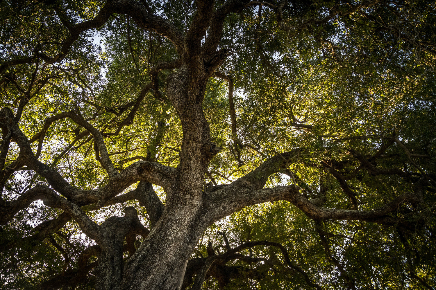 Knowledge – Grow Billion Trees