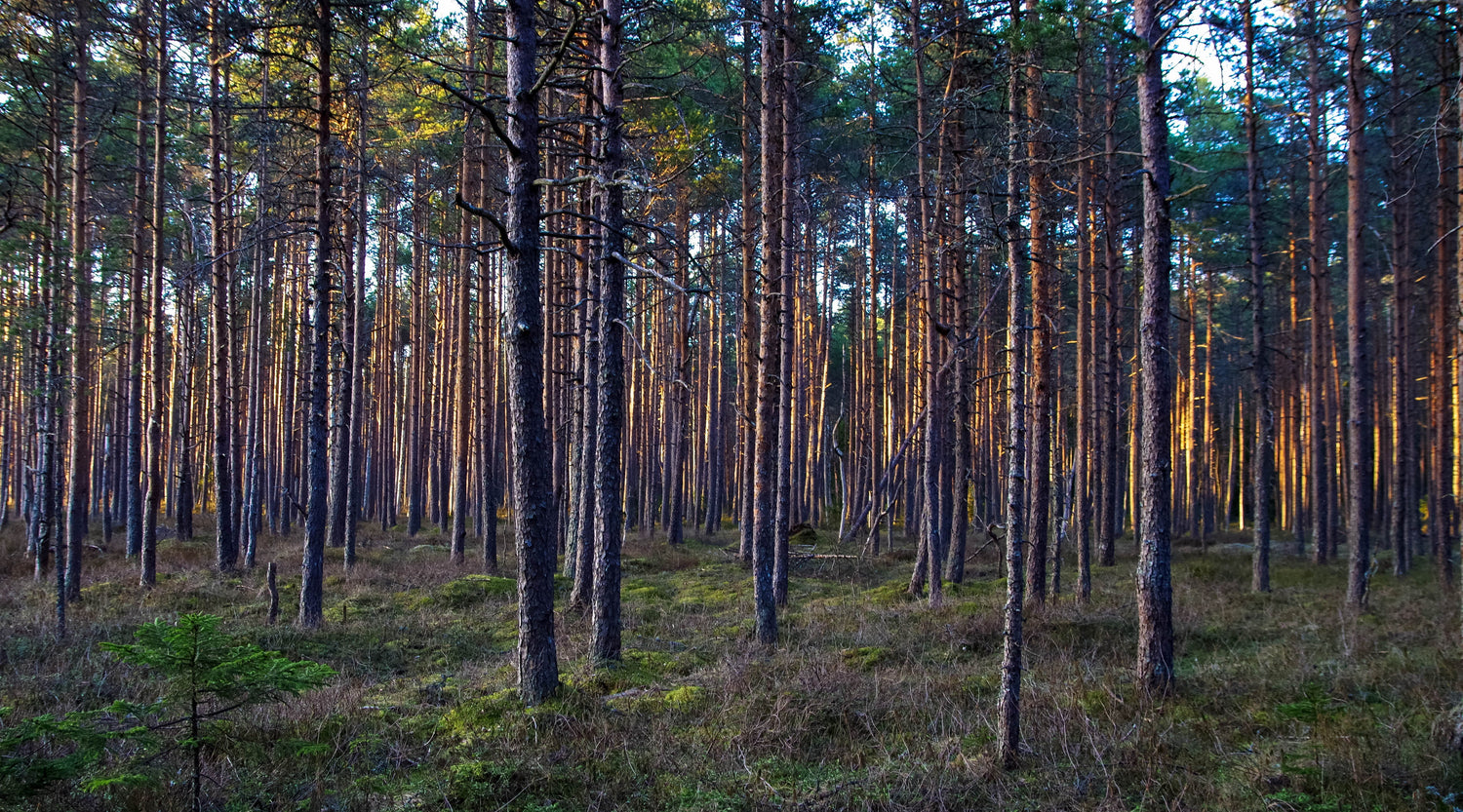 A Deep Dive into Forest Restoration: Complete Guide 2024 – Grow Billion ...