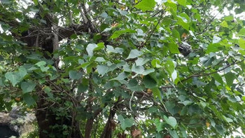 Paras Pipal Tree: Sacred Shade, Medicinal Properties, and Environmenta ...