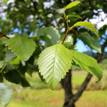 Red Alder Tree Guide: Benefits, Care & Unique Characteristics – Grow ...