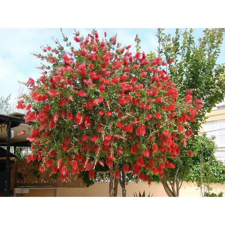 Red Bottle Brush Tree: Revealing the Striking Beauty and Incredible Be ...