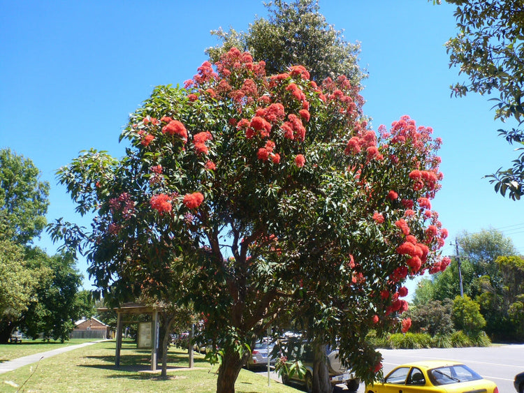 Red Flowering Gum Tree Guide: Beauty & Benefits for Gardens – Grow ...